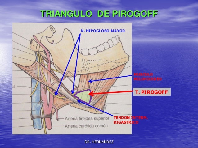 Clase 2 miologia cuello resumen pdf
