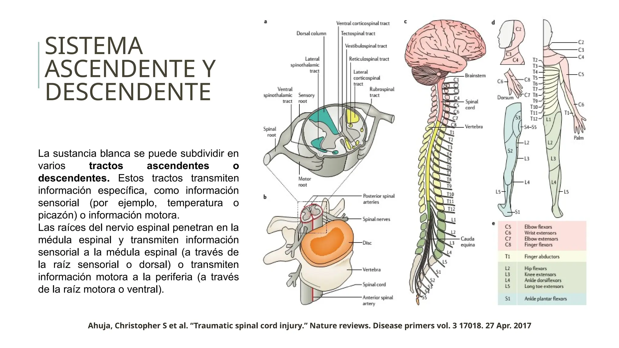 Organización neural motora y funciones encefálicas complejas.pptx