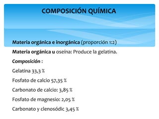 clase 2 osteologia anatomía educacion .pdf