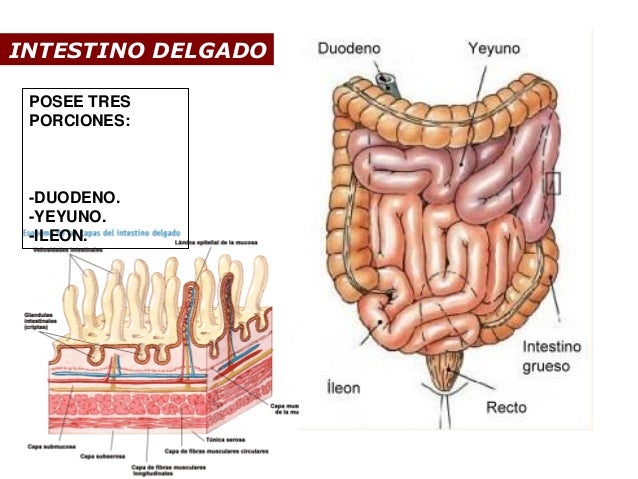 U4 C2 Digestivo parte 2