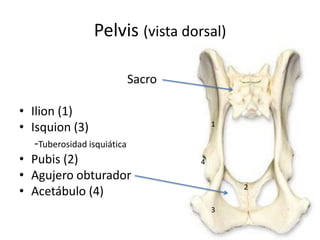 Clase_2_y_3_anatomia_canino_UDLA.pdf