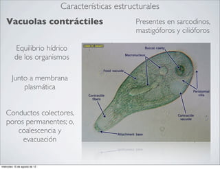 Biología: protozoologia | PDF