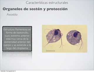 protozologia | PDF