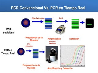 Diagrama Pcr En Tiempo Real
