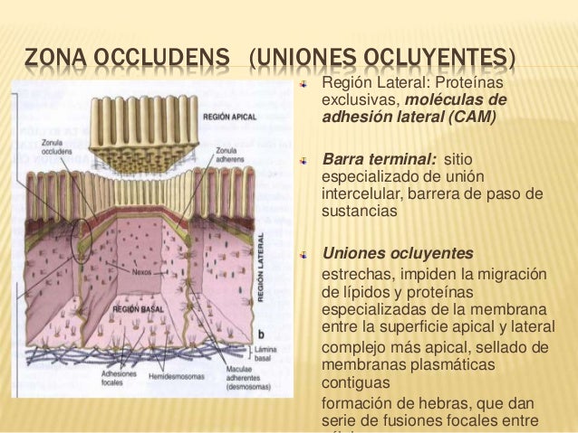 Clase de Histología: Tejidos