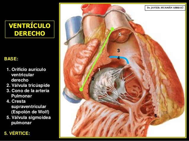 Clase 3 Cardiovascular