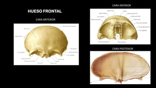 huesos de cráneo y cara | PDF