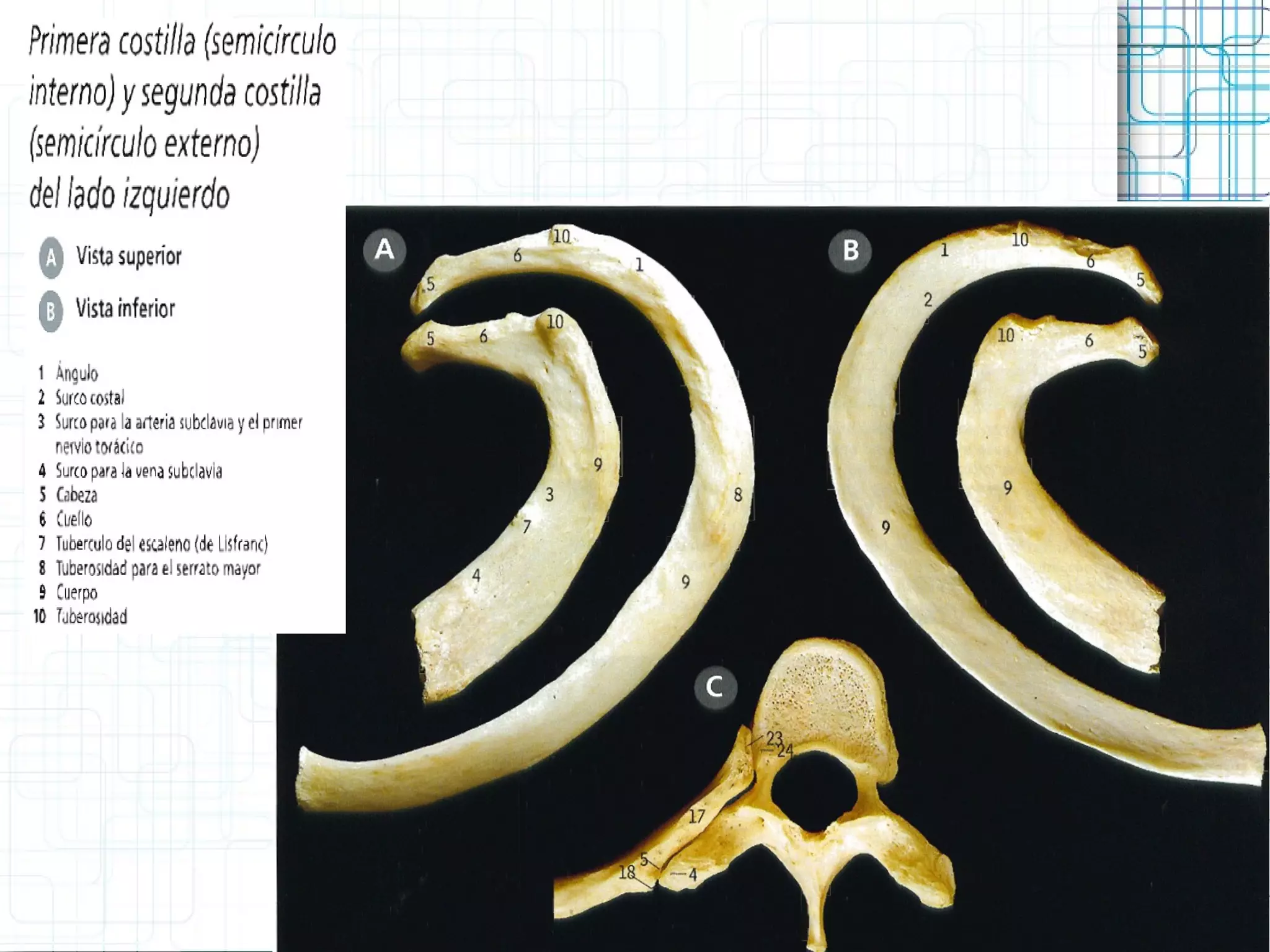 Anatomia de columna Dorsal y Costillas | PDF