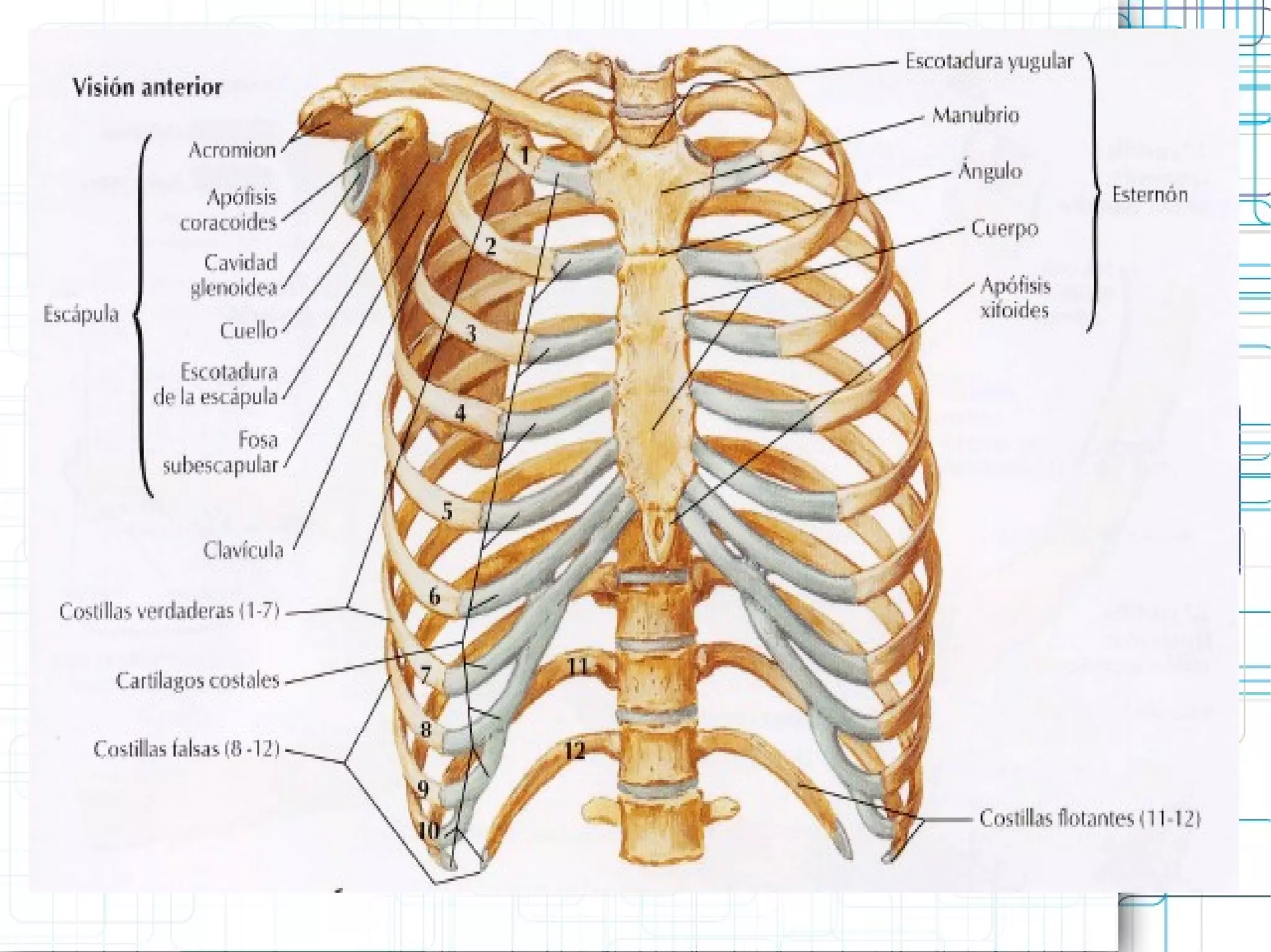 Anatomía De La Costilla Posterior Cuerpo De La Costilla E Anatomy