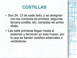 Anatomia de columna Dorsal y Costillas | PDF
