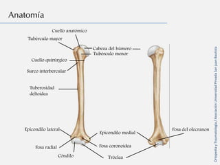 FRACTURA DEL OLÉCRANON, CÚPULA RADIAL, FRACTURA DIAFISIARIA CÚBITO ...