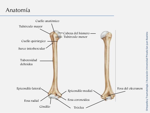 FRACTURA DEL OLÉCRANON, CÚPULA RADIAL, FRACTURA DIAFISIARIA CÚBITO, R…