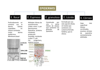 Clase 3 Anatomia de la Piel | PDF