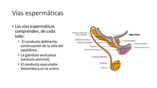 Sistema Genital Masculino Pdf