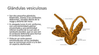 Sistema genital masculino | PDF