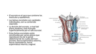 Sistema genital masculino | PDF