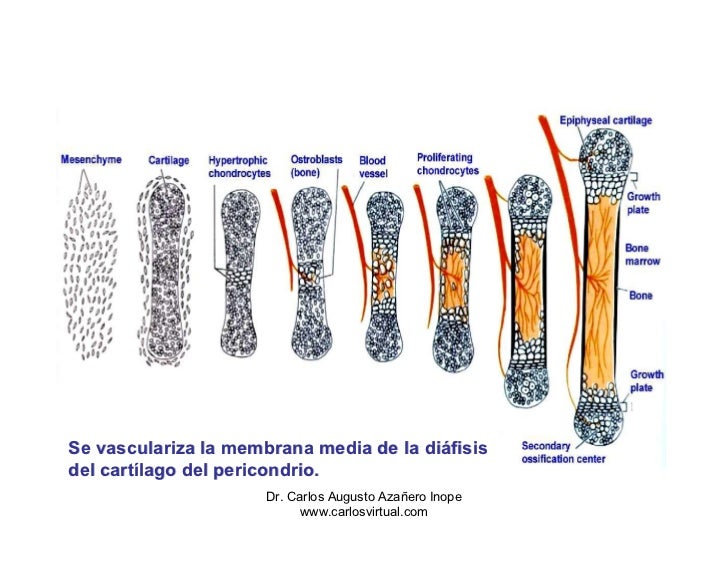 Clase3 1 Histogenesis Del Hueso