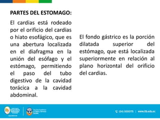 CLASE 3 ANATOMIA RADIOLOGICA DEL ABDOMEN.pptx