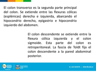 CLASE 3 ANATOMIA RADIOLOGICA DEL ABDOMEN.pptx