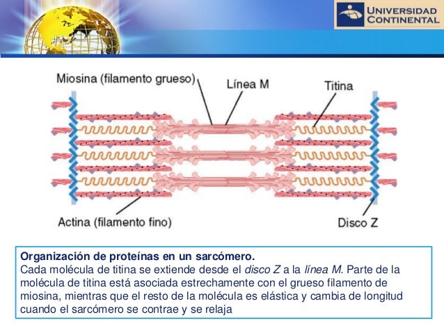 Fisiología muscular general