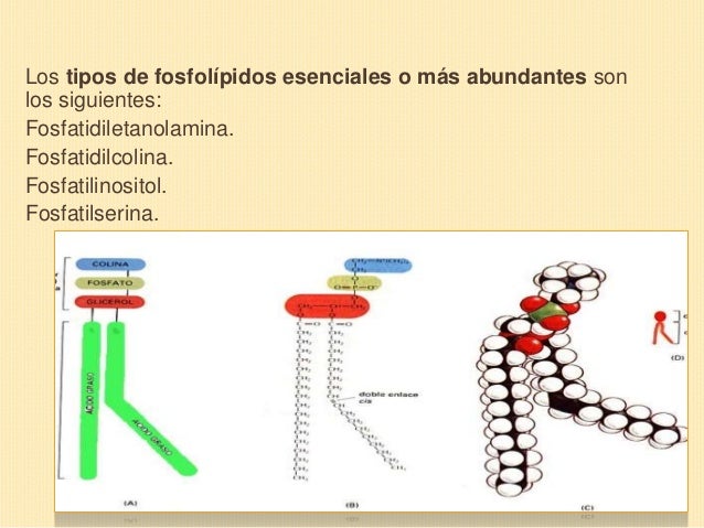 Clase 3 biologia bi estructura de la membrana celular