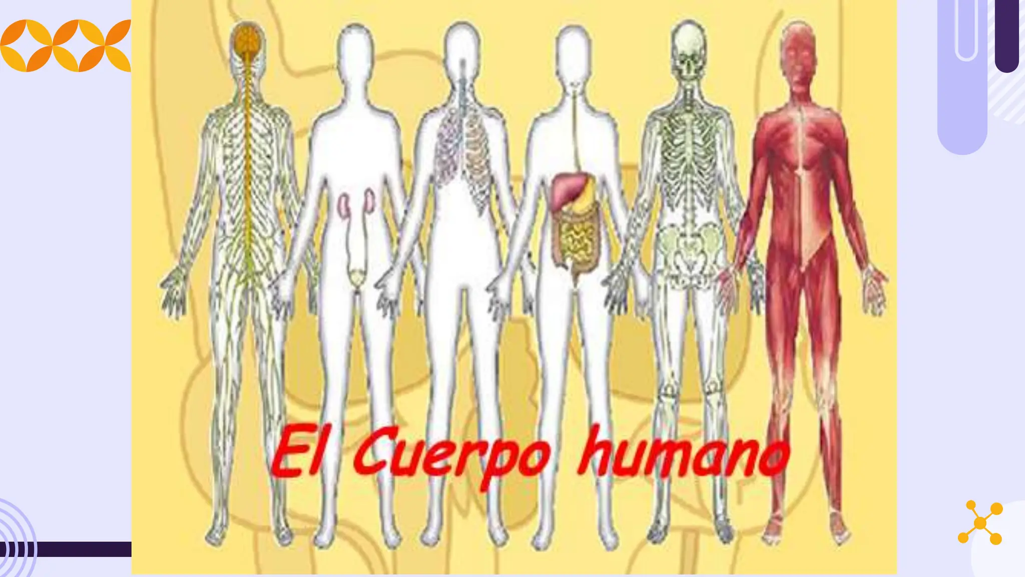 Principios estructurales y funcionales del ser humano | PPTX