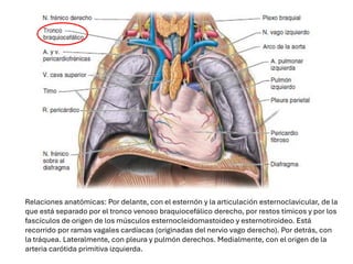 Clase 3 cabeza torax miembro superior resumida.pdf