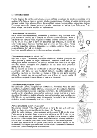 Clase 3 Centrospermales Ranales Papaverales Bromatologia | PDF