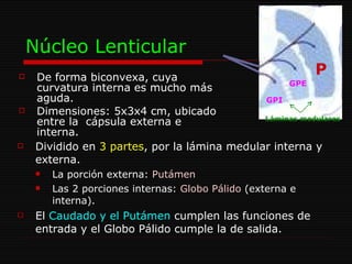 Clase 3 de neuroanato morfologia interna 3 lis | PPT