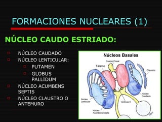 Clase 3 de neuroanato morfologia interna 3 lis | PPT