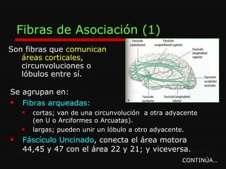 Clase 3 de neuroanato morfologia interna 3 lis | PPT