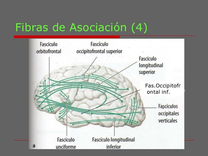 Clase 3 de neuroanato morfologia interna 3 lis