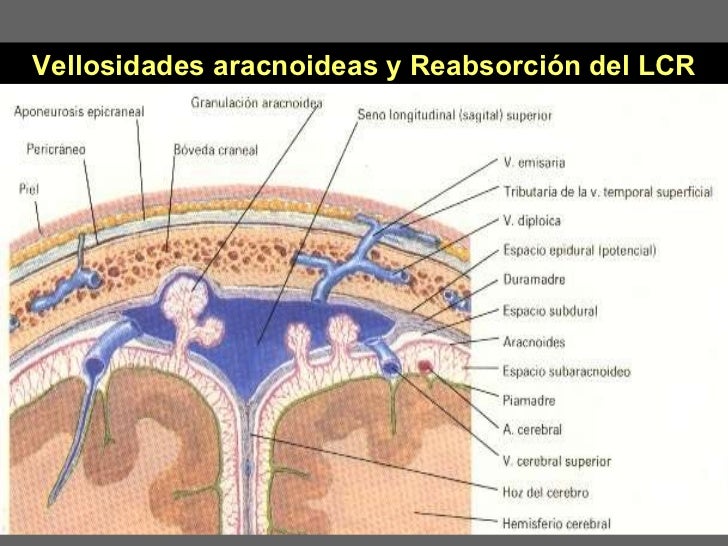 Clase 3 de neuroanato morfologia interna 3 lis
