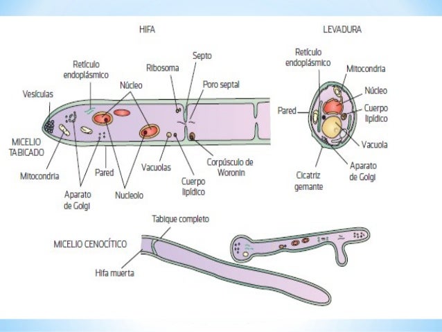 Clase 3 estructura de los hongos 2015