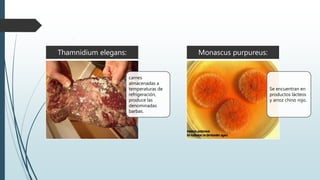 CLASE 3HONGOS DE IMPORTANCIA INDUSTRIAL.pptx
