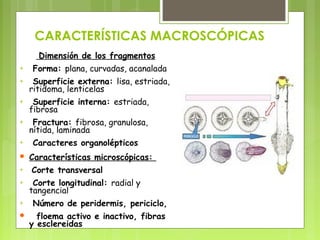 Clase 3 identificación de plantas medicinales | PPT