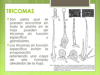 Clase 3 identificación de plantas medicinales | PPT