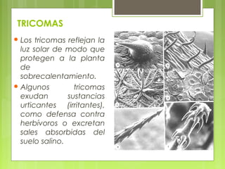 Clase 3 identificación de plantas medicinales | PPT