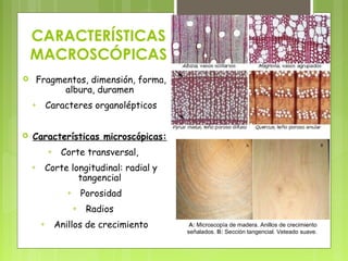 Clase 3 identificación de plantas medicinales | PPT