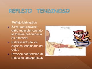 Medula Espinal-Reflejos | PPTX
