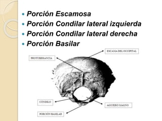 Clase 3 (Parte 2) Osteologia Huesos del Craneo Fr Et Occ Pa 2023.pptx