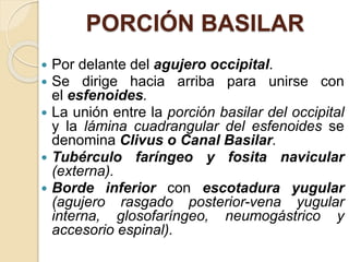 Clase 3 (Parte 2) Osteologia Huesos del Craneo Fr Et Occ Pa 2023.pptx