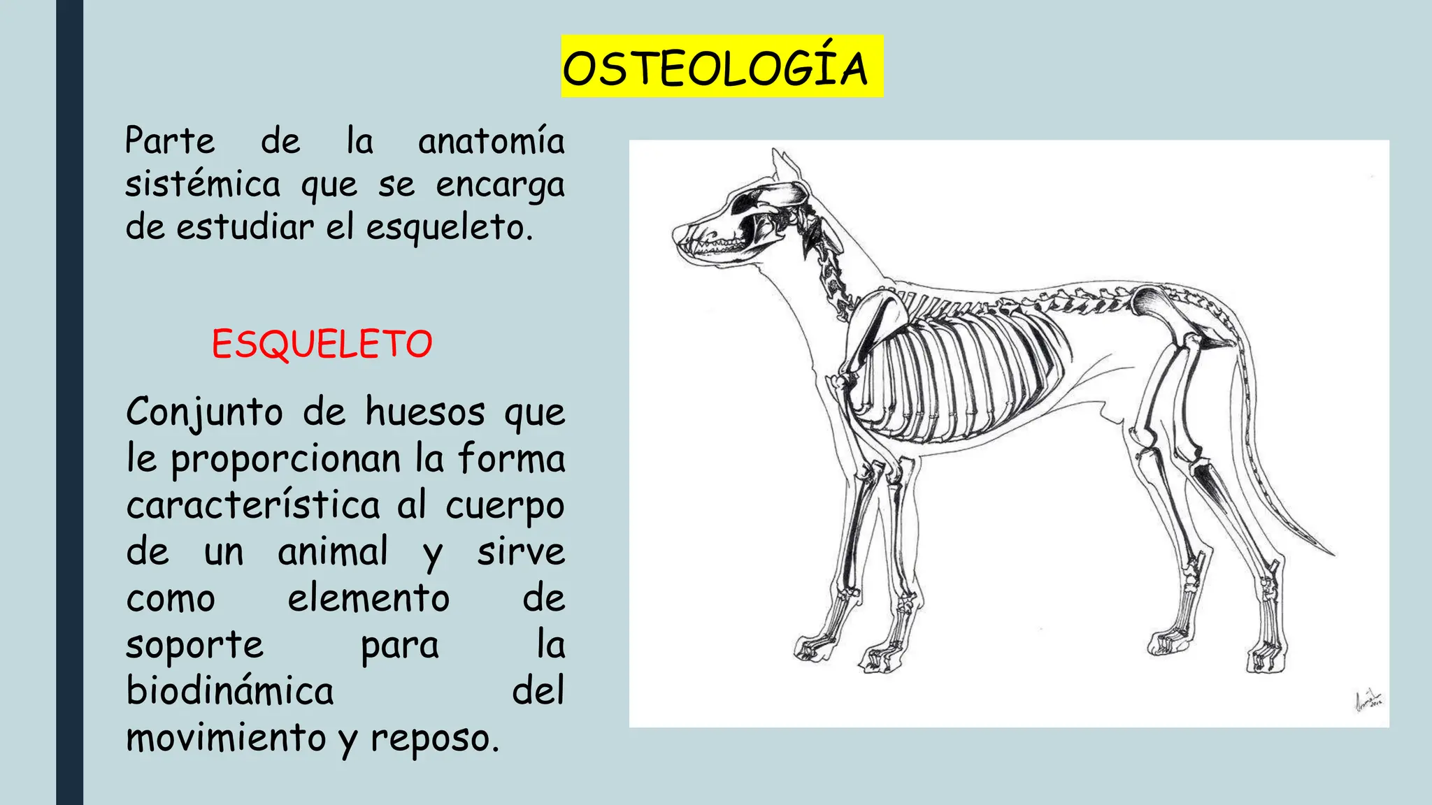 Clase 3 Sistema locomotor.pptx medicina veterinaria | PPTX