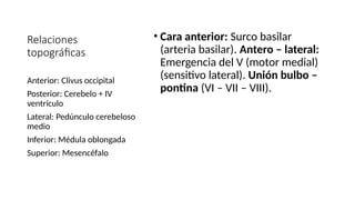 clase 3 tallo cerebral anatomia del sistema nervios central | PPTX