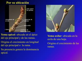 Clase 3 Tallo morfología y Anatomía en Cr. 1.pdf