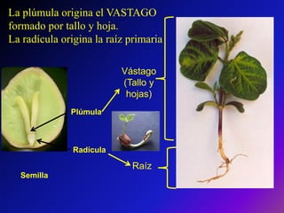 Clase 3 Tallo morfología y Anatomía en Cr. 1.pdf