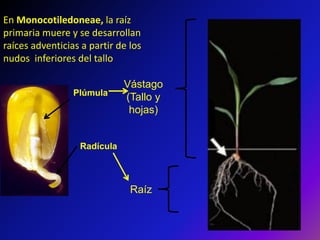 Clase 3 Tallo morfología y Anatomía en Cr. 1.pdf