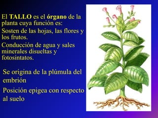 Clase 3 Tallo morfología y Anatomía en Cr. 1.pdf