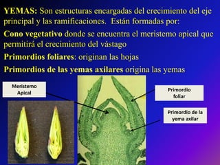 Clase 3 Tallo morfología y Anatomía en Cr. 1.pdf
