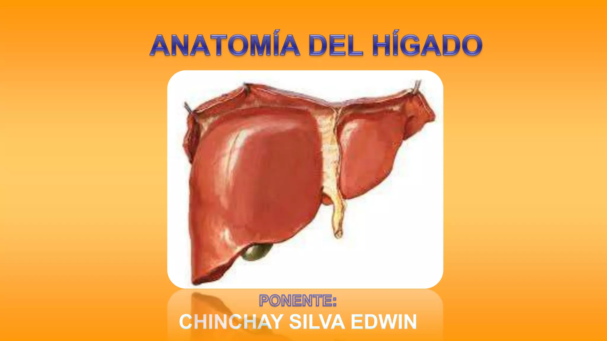 Anatomía del higado y vias biliares, pancreas y su peritoneo | PPT